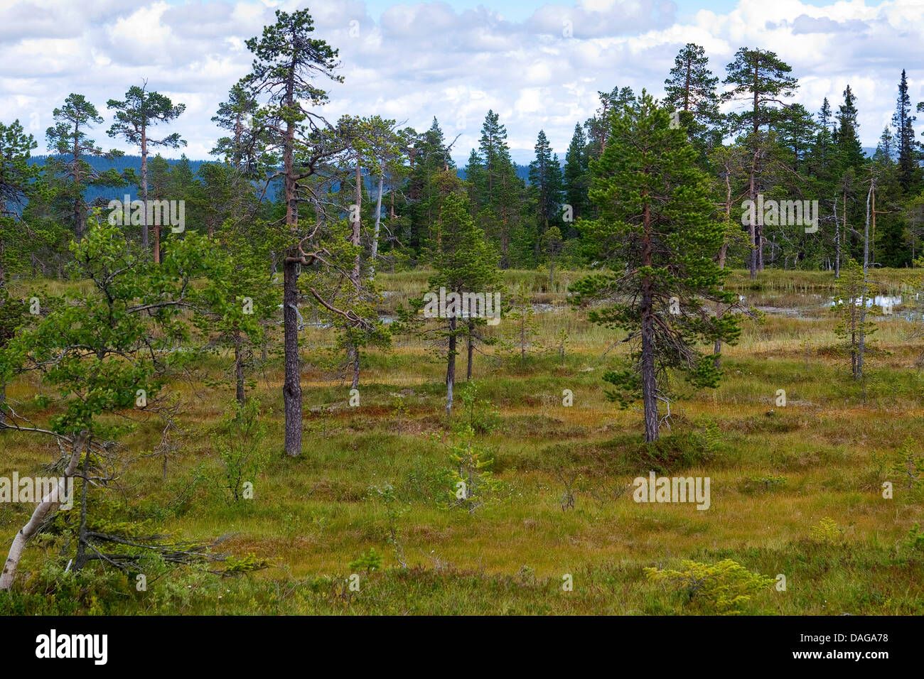 Scandinavian moss hi-res stock photography and images - Alamy