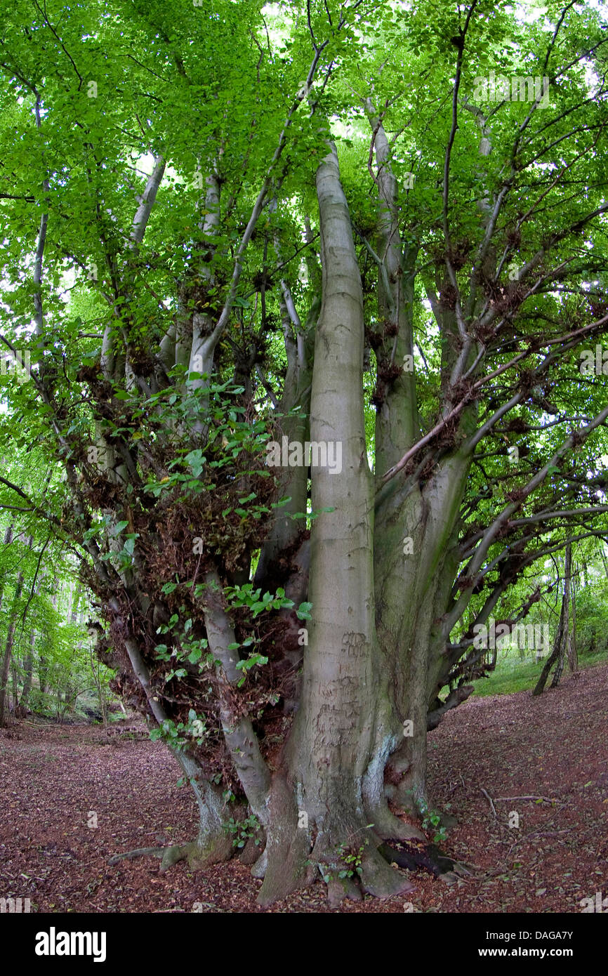 common beech (Fagus sylvatica), standing in a light forest, Germany ...