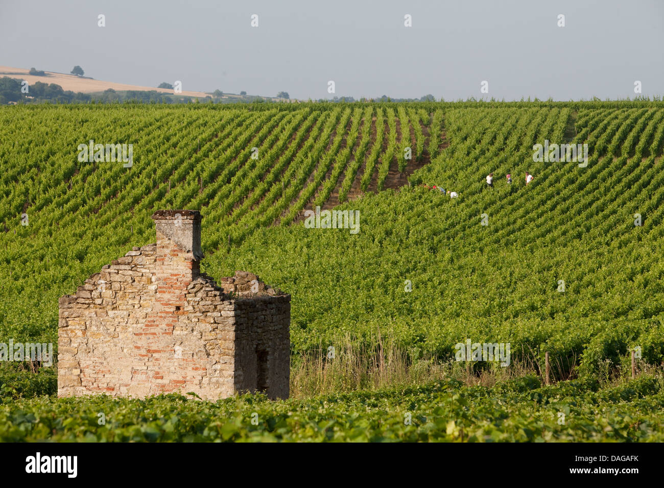 Maranges hi-res stock photography and images - Alamy