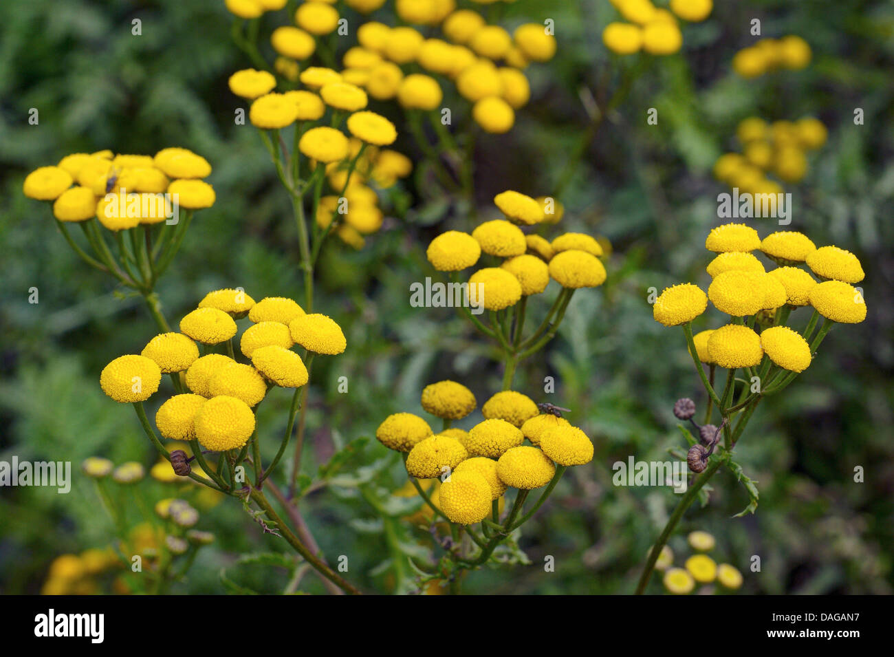 common tansy (Tanacetum vulgare, Chrysanthemum vulgare), blooming ...