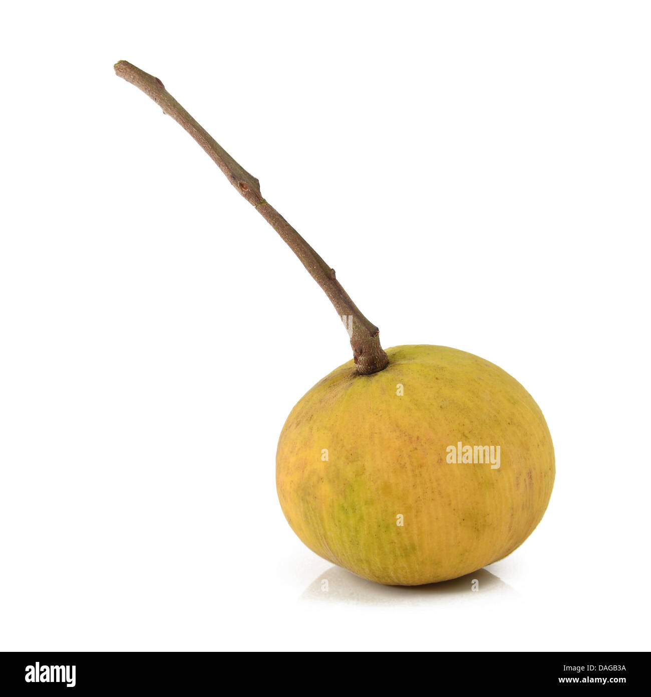 Santol hi-res stock photography and images - Alamy