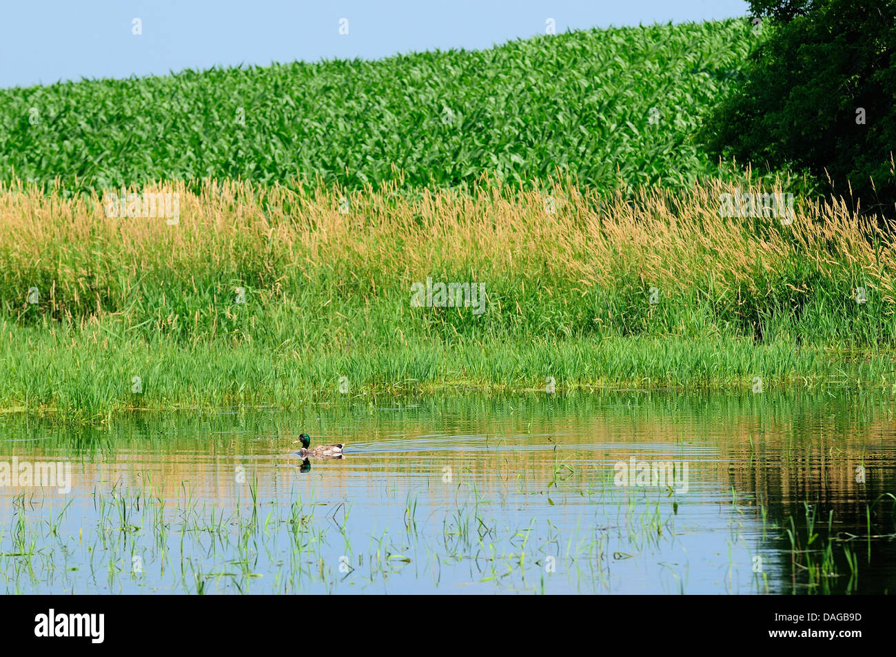 Rural pond next to agricultural field Stock Photo - Alamy
