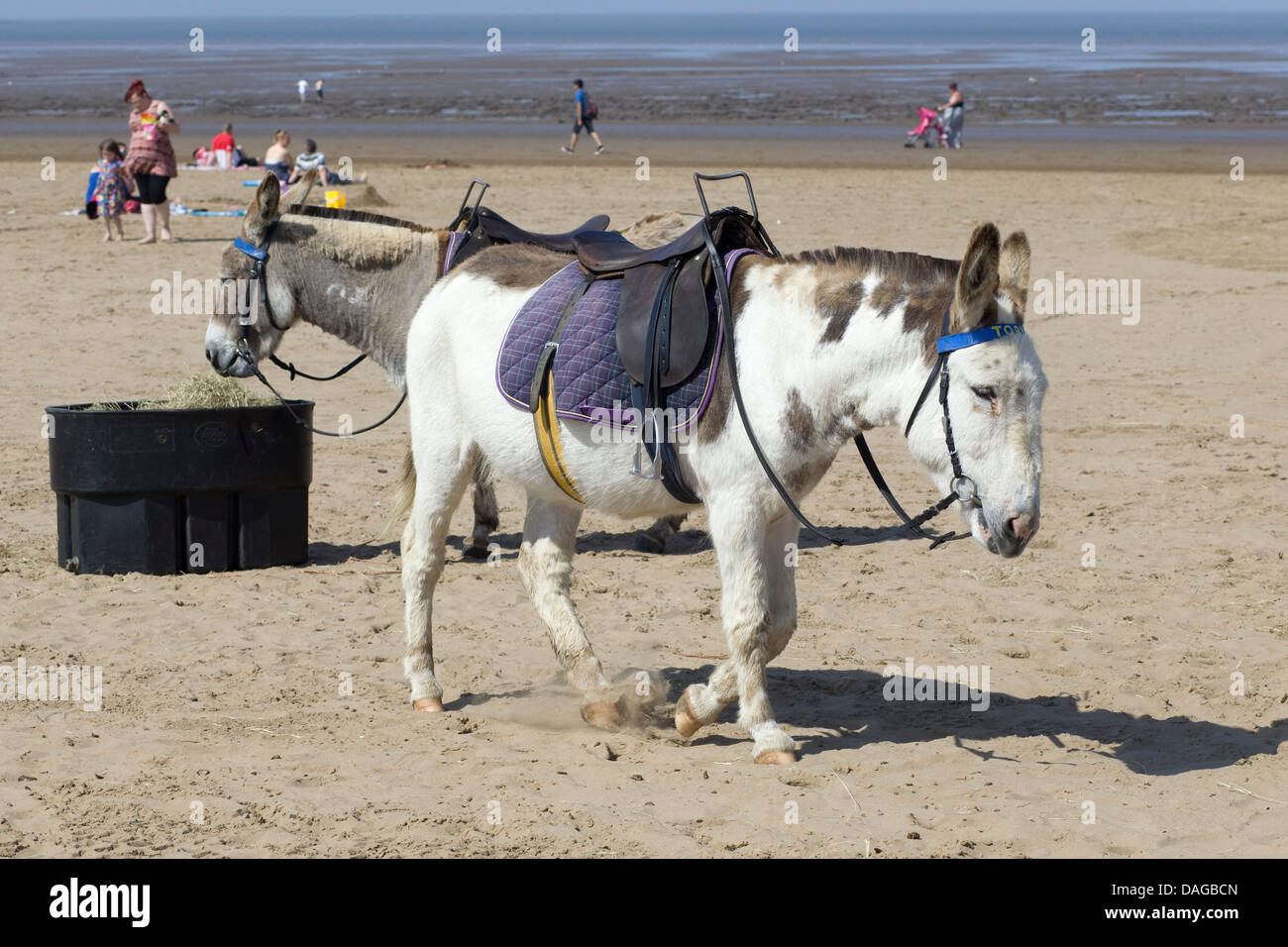 Donkey rides on the beach Stock Photo - Alamy