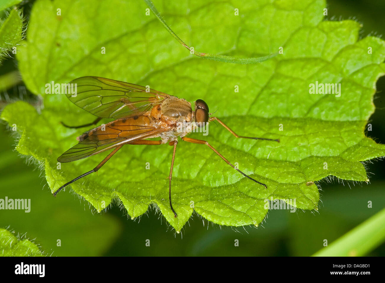 Golden snipe fly rhagio tringarius hi-res stock photography and images ...