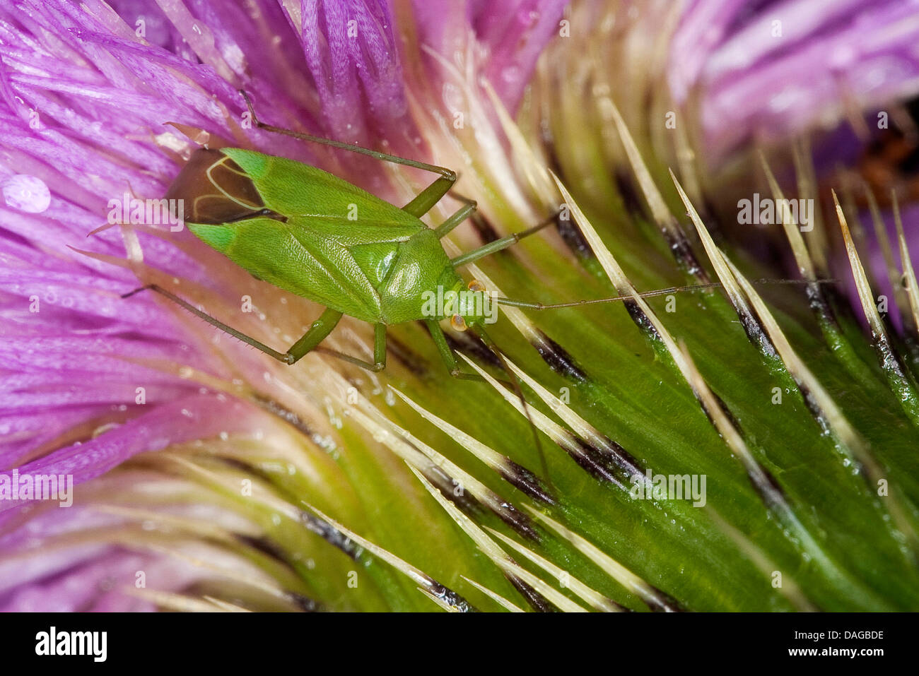 capsid bug (Calocoris affinis), at a thistle, Germany Stock Photo - Alamy