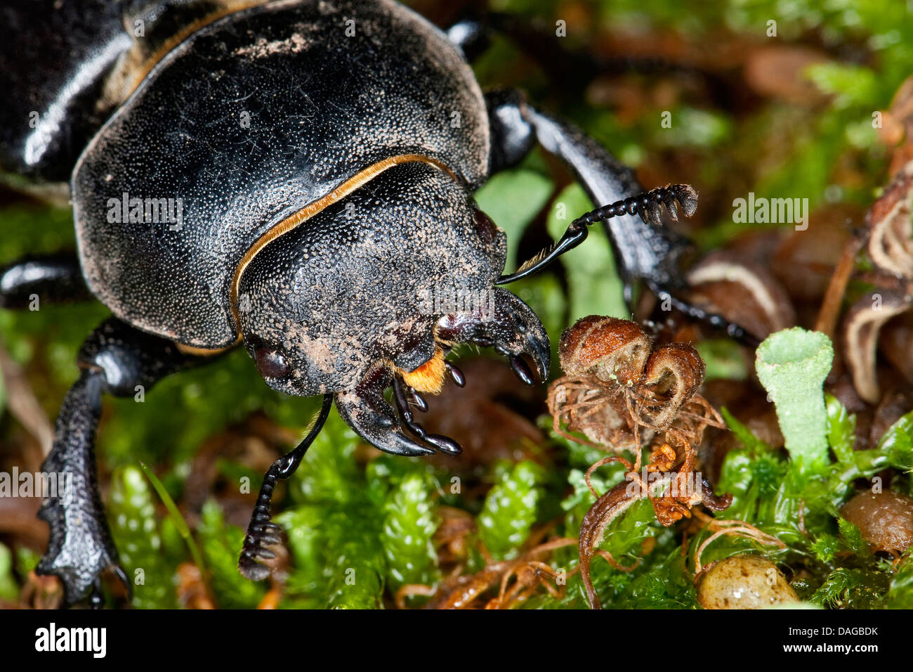 stag beetle, European stag beetle (Lucanus cervus), female, Germany ...