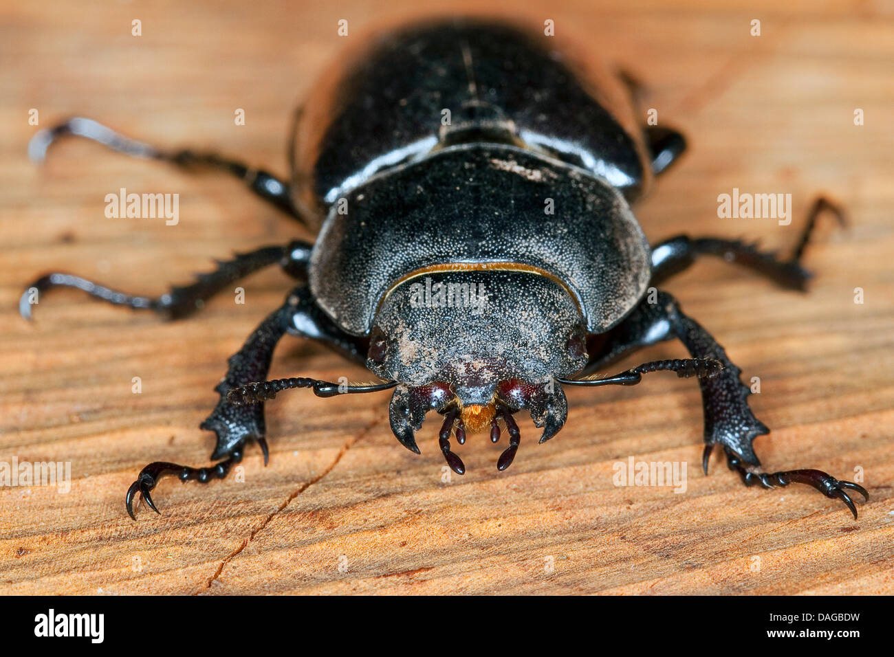 stag beetle, European stag beetle (Lucanus cervus), female, Germany ...