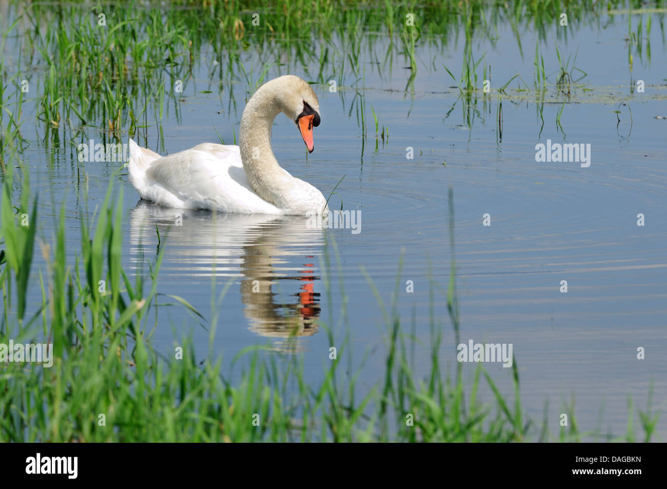 Male Mute Swan on marshland habitat Stock Photo - Alamy