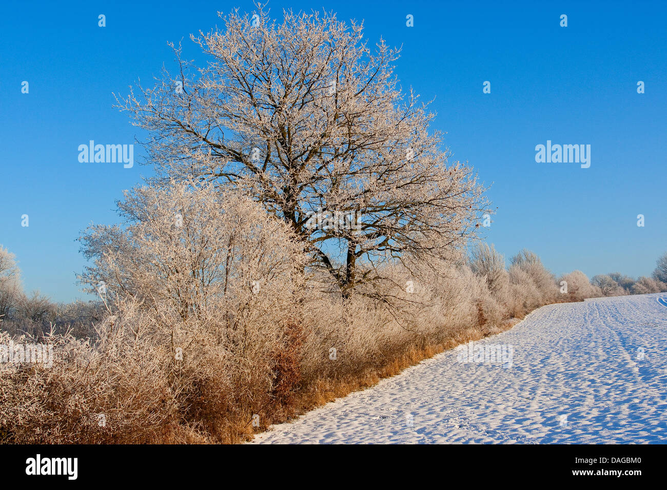 Leaved tree with hoarfrost hi-res stock photography and images - Alamy