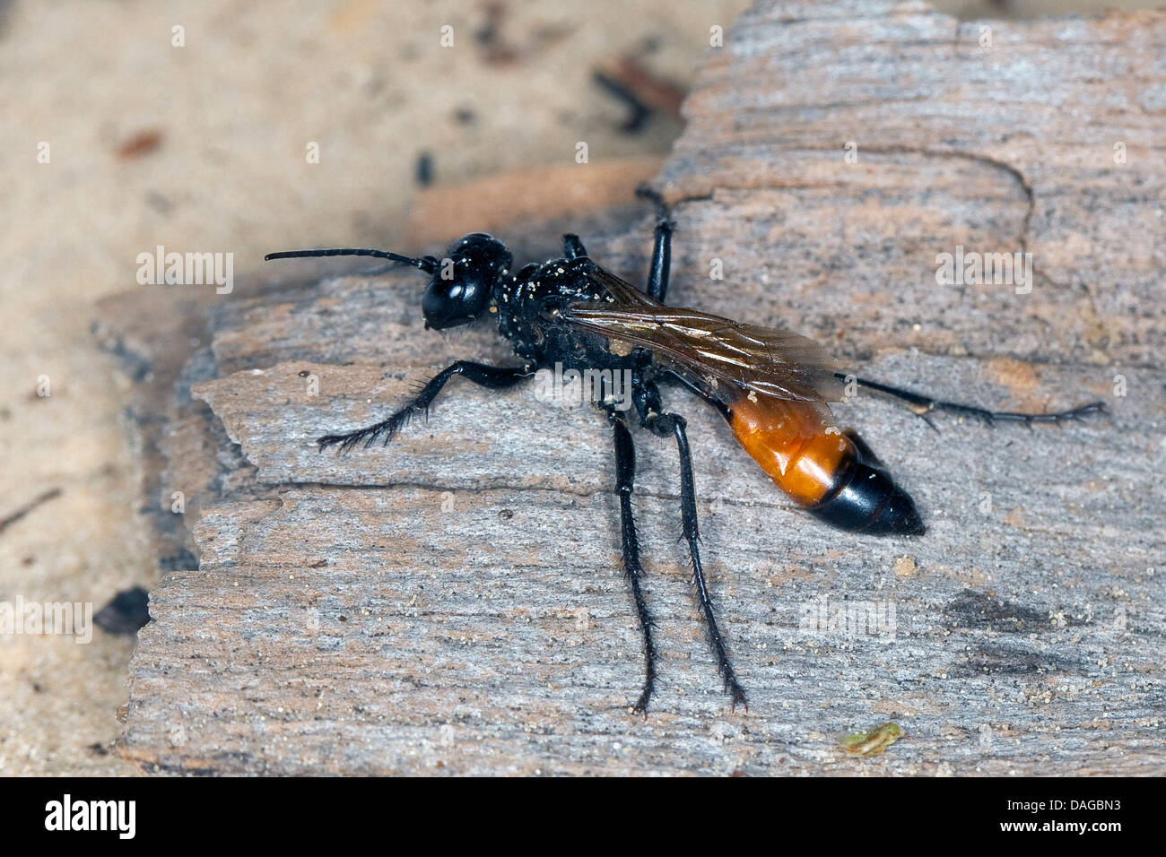 Digger wasp (Podalonia affinis, Sphex lutaria, Ammophila affinis ...