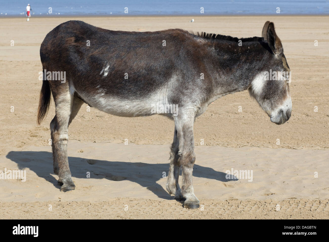 Donkey rides on the beach Stock Photo - Alamy