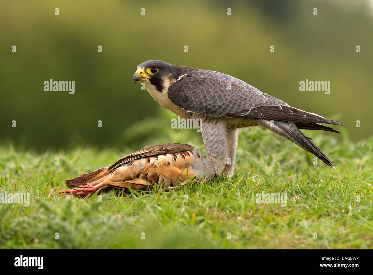 Peregrine falcon, falco peregrinus with prey (partridge Stock Photo - Alamy
