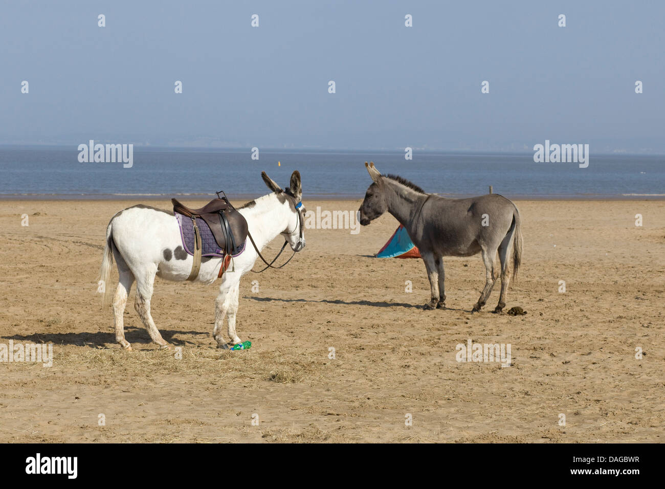 Donkey rides on the beach Stock Photo - Alamy