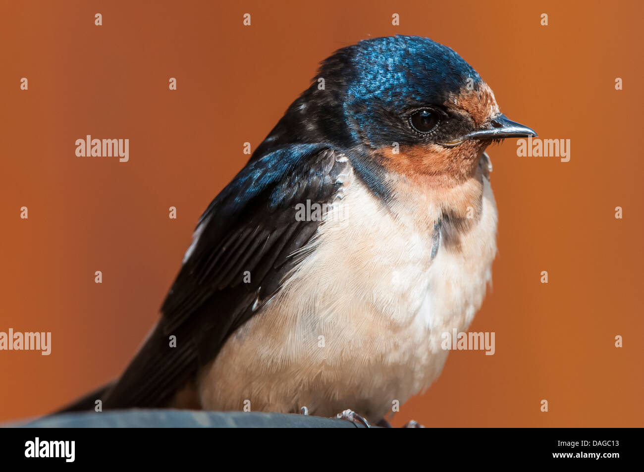Rainforest ecosystem hi-res stock photography and images - Alamy
