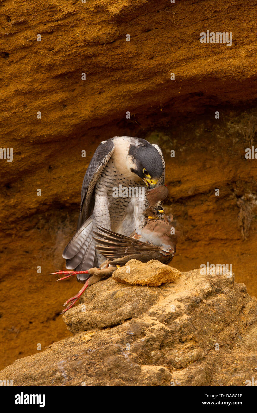 Peregrine falcon hi-res stock photography and images - Alamy