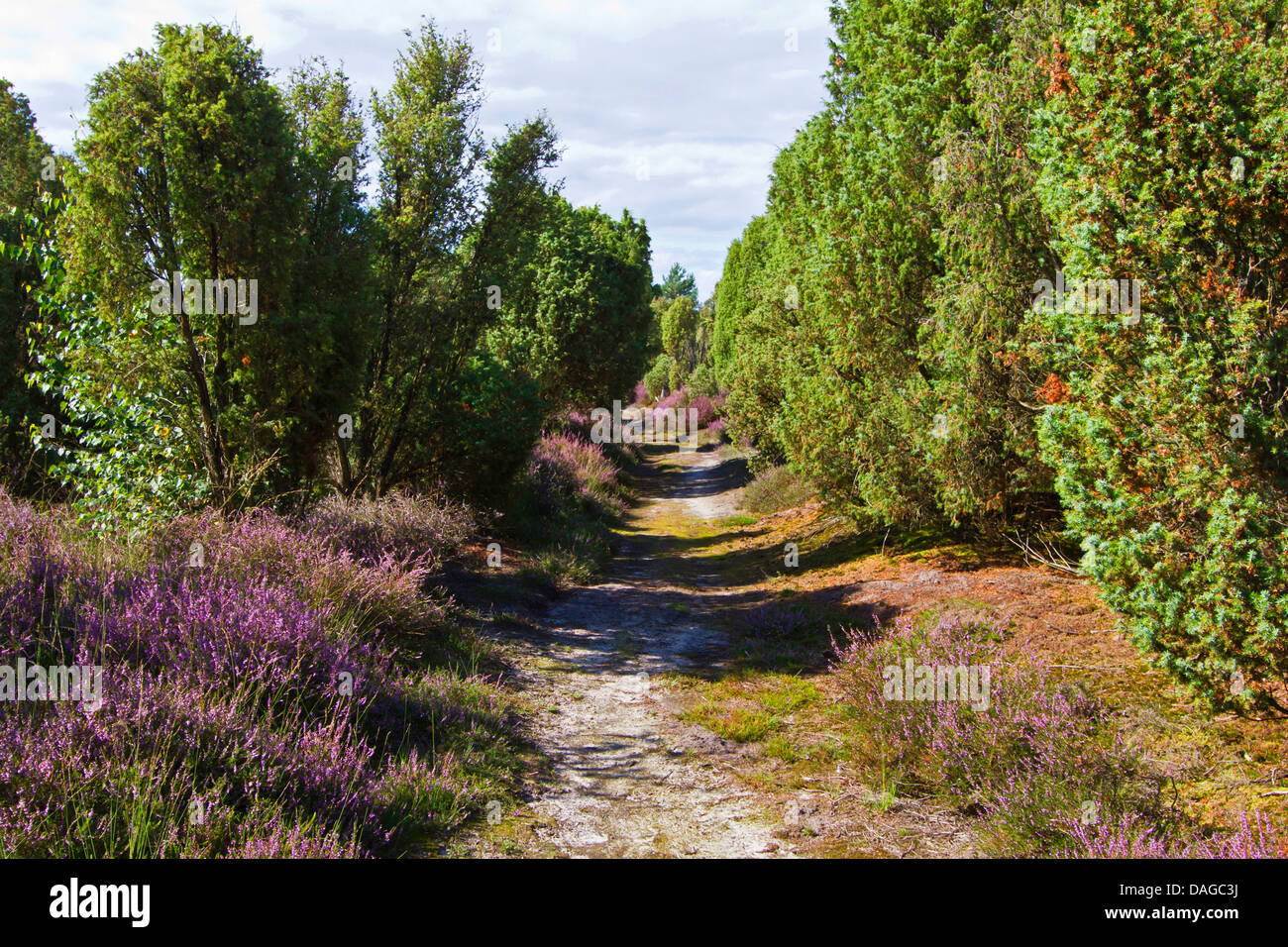 common juniper, ground juniper (Juniperus communis), juniper heath ...