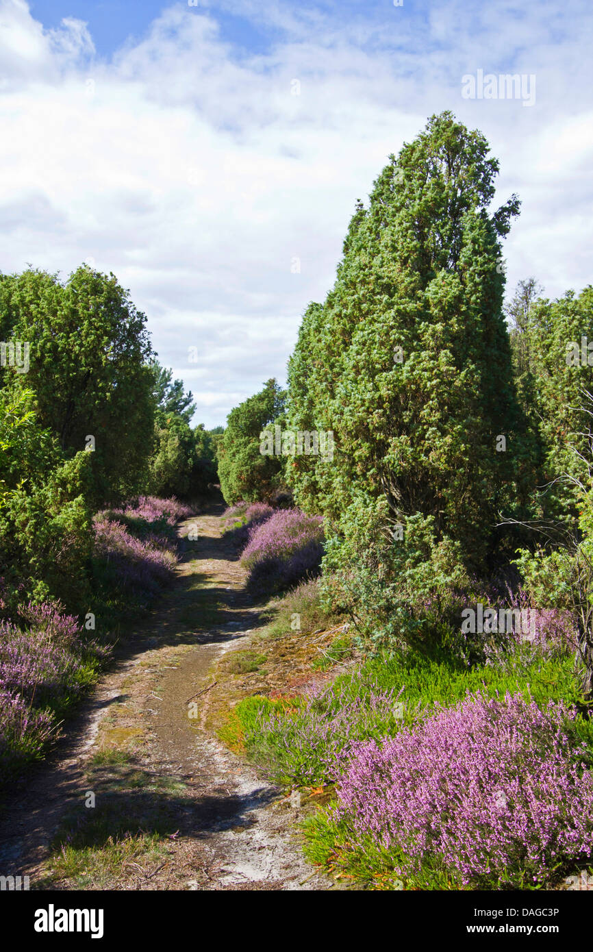 common juniper, ground juniper (Juniperus communis), juniper heath ...