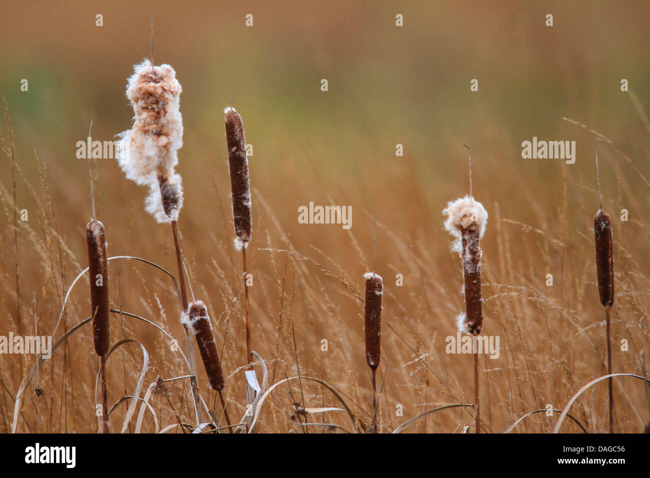 lesser bulrush, narrowleaf cattail, narrow-leaved cattail (Typha ...