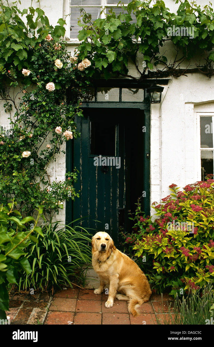 Golden Labrador retriever dog sitting in front of cottage with pink ...