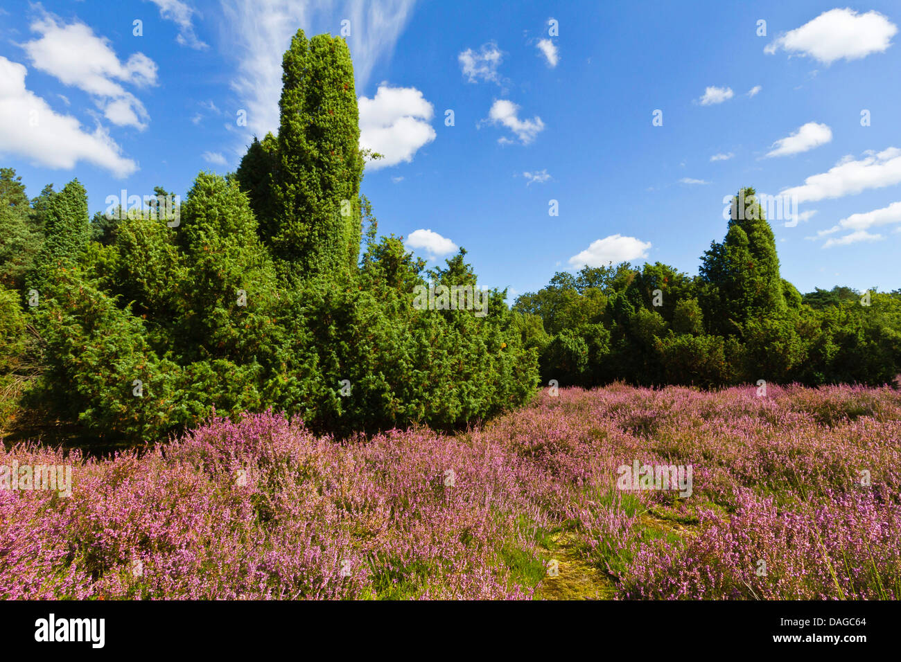 common juniper, ground juniper (Juniperus communis), juniper heath ...