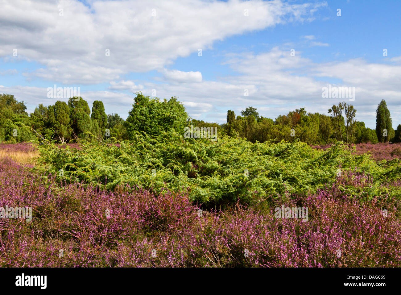common juniper, ground juniper (Juniperus communis), juniper heath ...