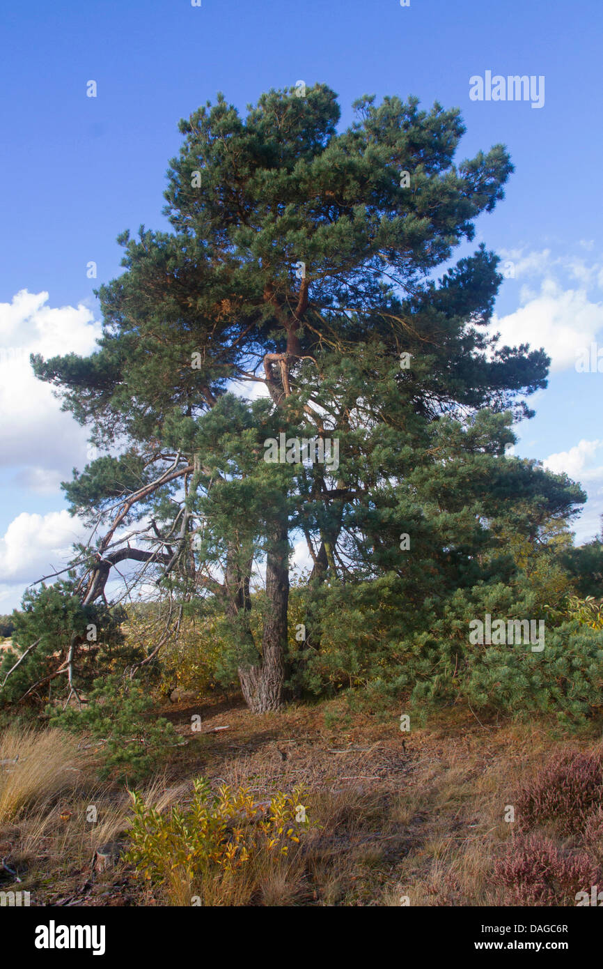 Scotch pine, Scots pine (Pinus sylvestris), in heath, Netherlands ...