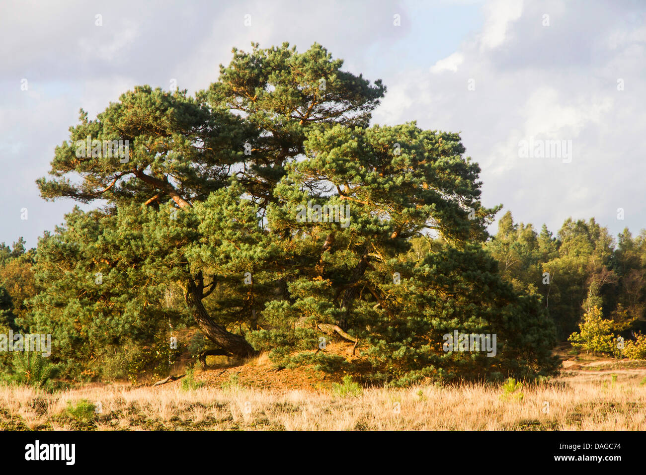 Netherlands pinus sylvestris hi-res stock photography and images - Alamy