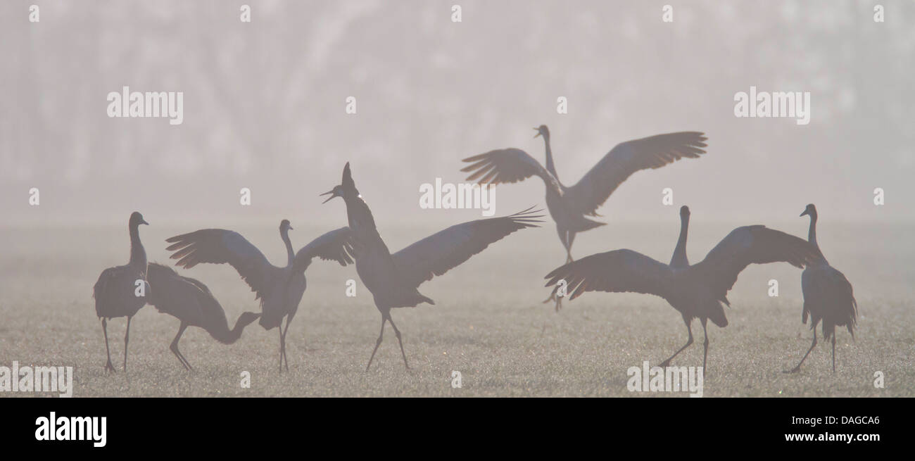Dancing crane hi-res stock photography and images - Alamy