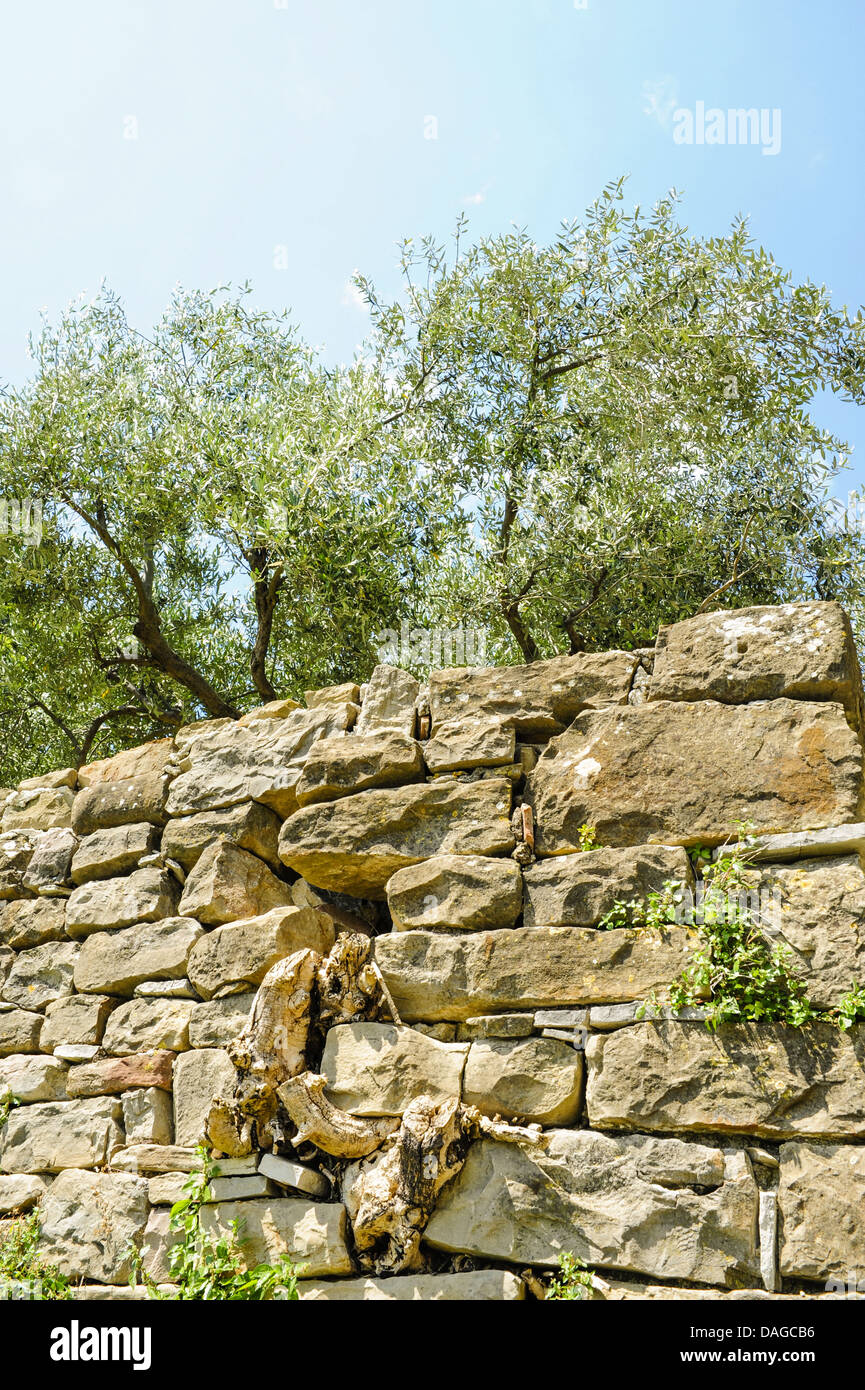 Istria, Croatia, Groznjan Stock Photo - Alamy