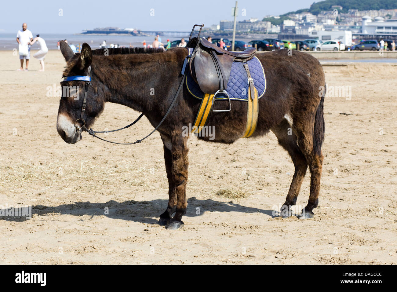 Equus africanus asinus Donkey on the beach traditional English seaside ...
