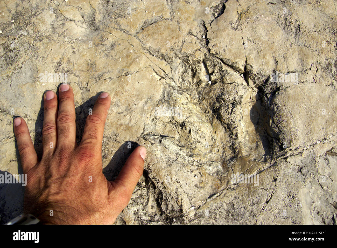 Dinosaur track hi-res stock photography and images - Alamy