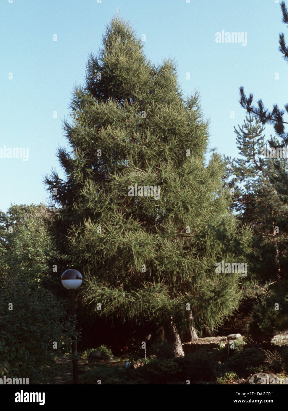 common larch, European larch (Larix decidua, Larix europaea), single ...
