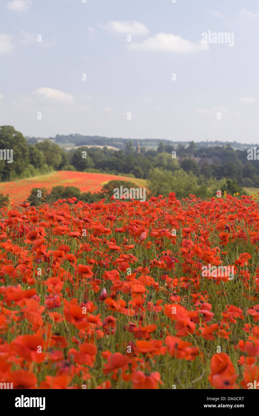 spectacular display of blood-red poppies in a meadow Papaver rhoeas ...