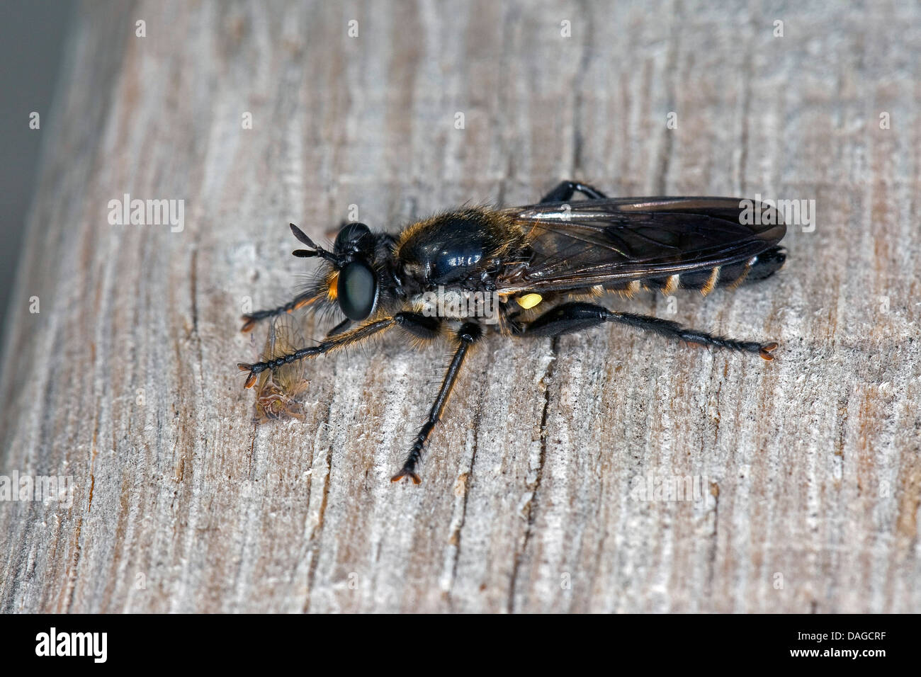 Mordfliege raubfliege hi-res stock photography and images - Alamy
