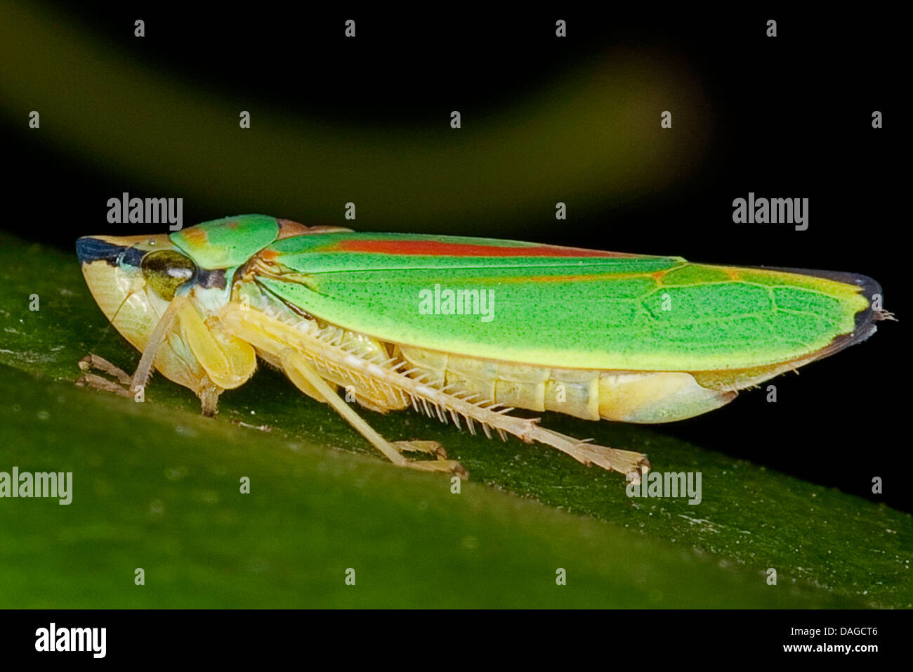 redbanded leafhopper (Graphocephala coccinea, Graphocephala fennahi ...