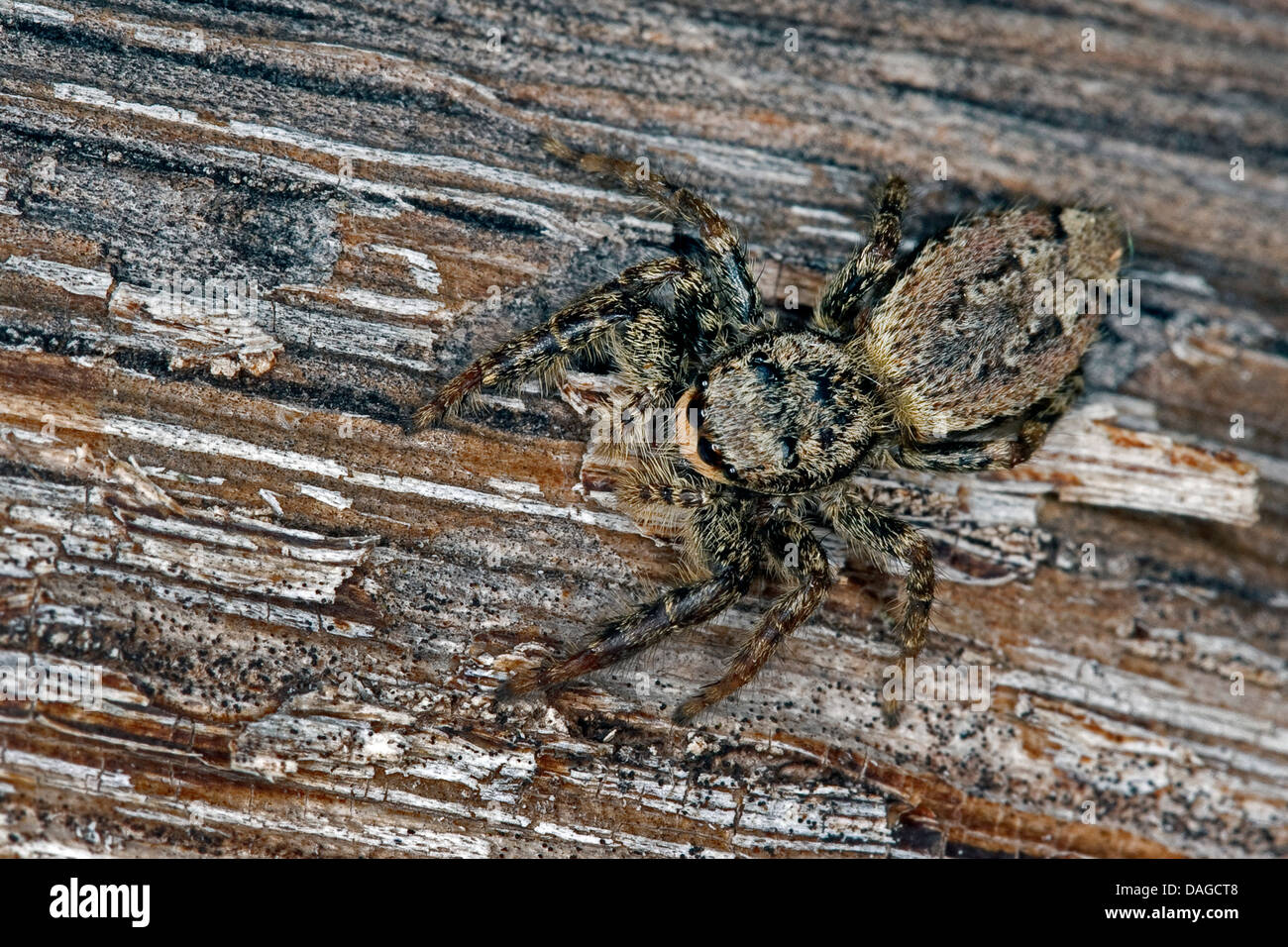jumping spider (Marpissa muscosa, Marpissa rumpfii), sitting on bark ...