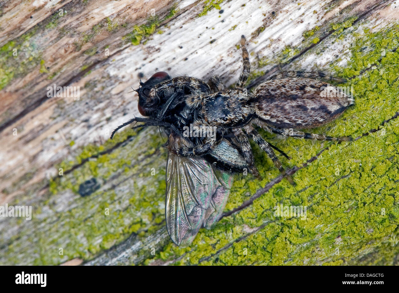 jumping spider (Marpissa muscosa, Marpissa rumpfii), with captured fly ...