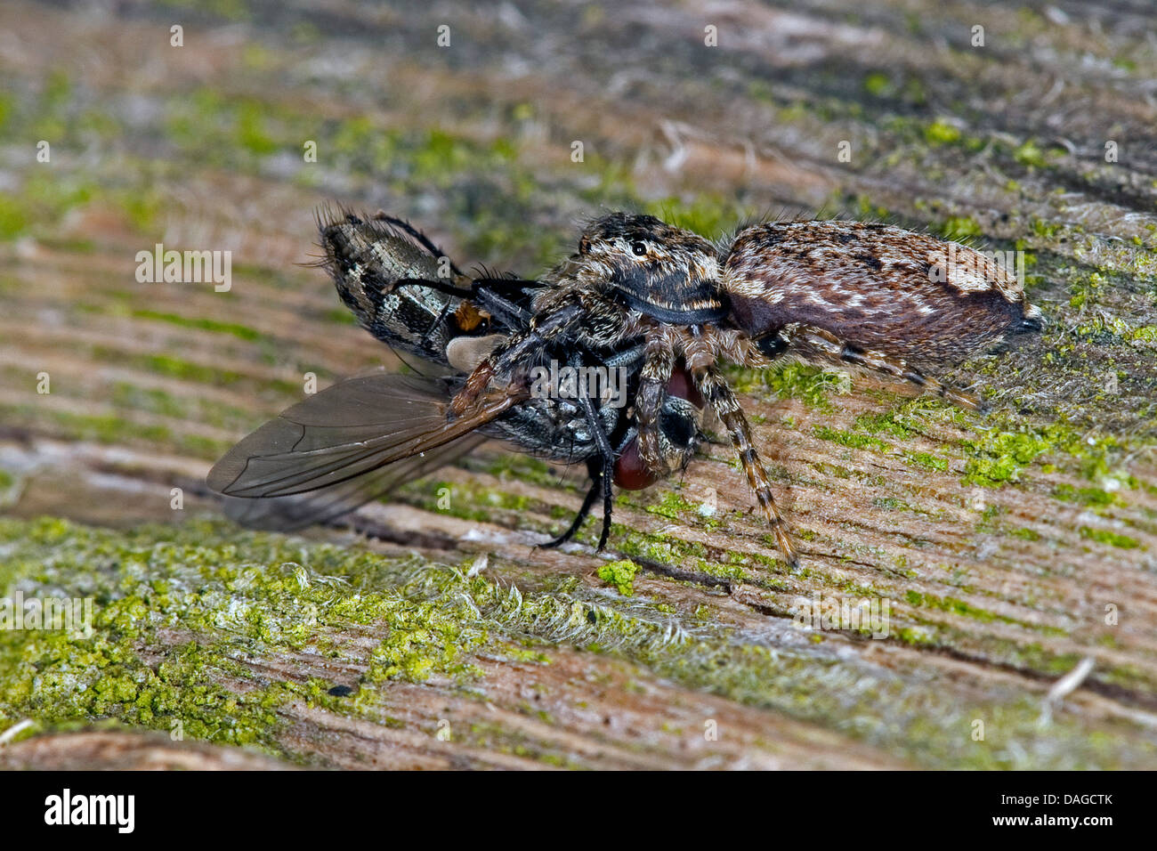 jumping spider (Marpissa muscosa, Marpissa rumpfii), with captured fly ...