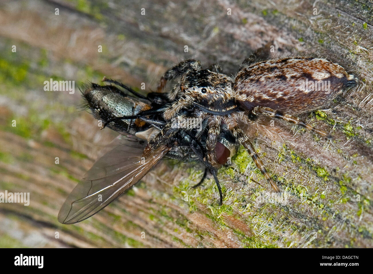 jumping spider (Marpissa muscosa, Marpissa rumpfii), with captured fly ...