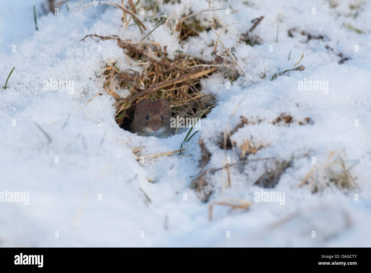 Vole eye view hi-res stock photography and images - Alamy