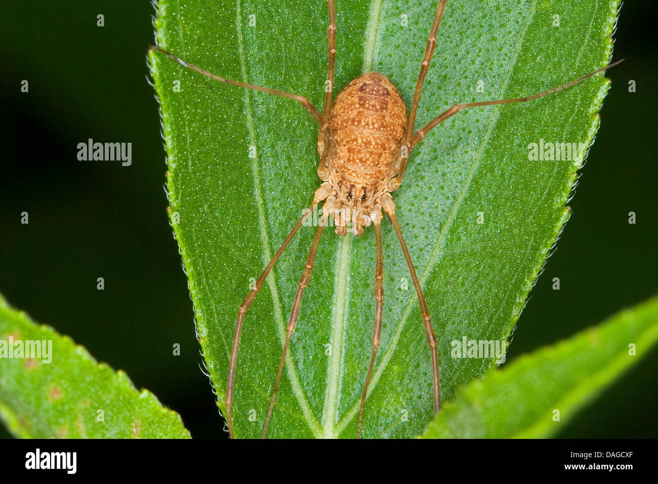 harvestman (Rilaena triangularis, Opilio triangularis, Platybunus ...