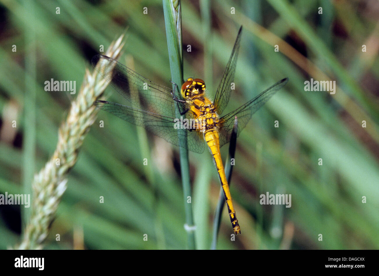 black sympetrum (Sympetrum danae), female, Germany Stock Photo - Alamy
