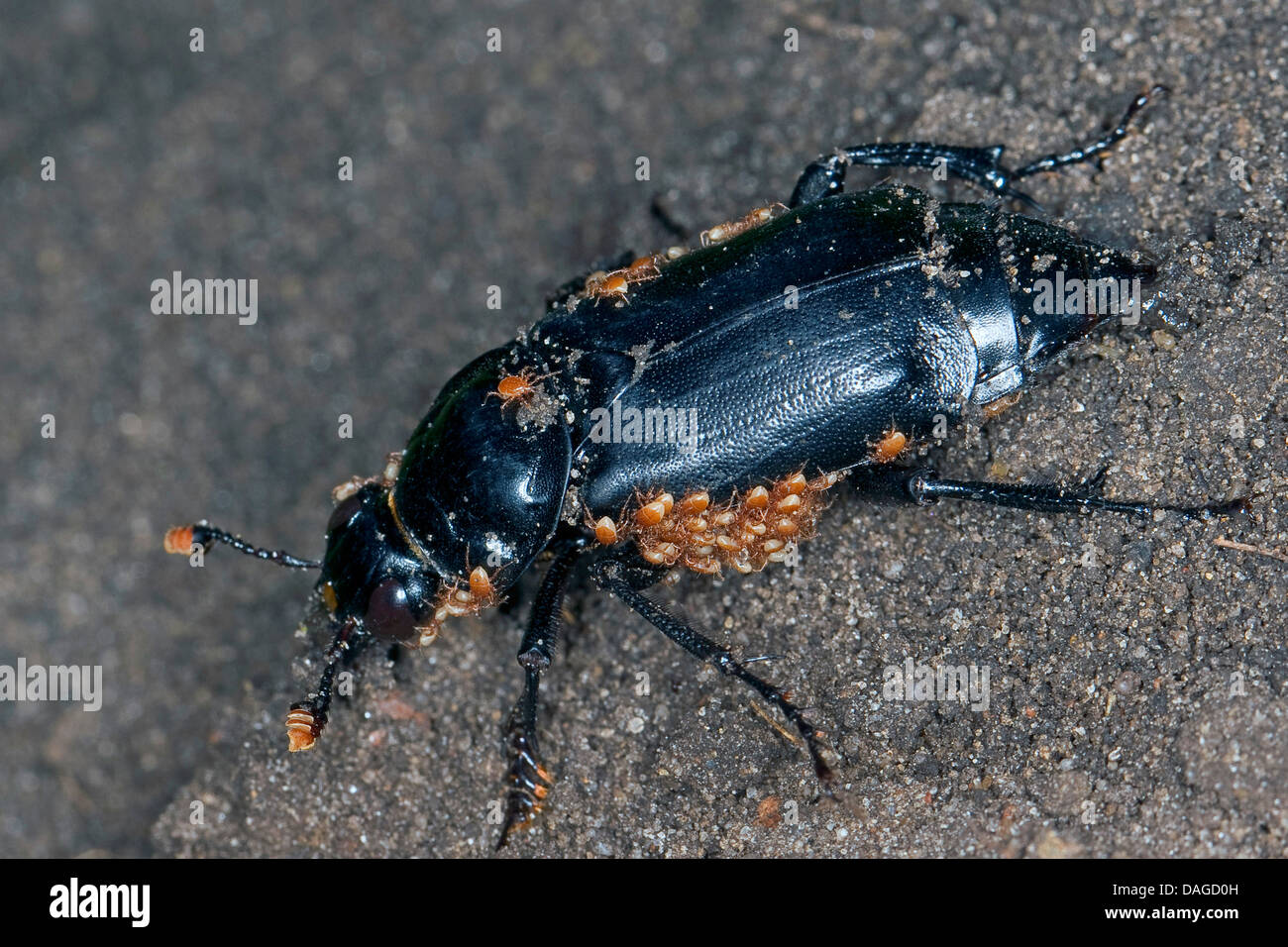 Black burying beetle full of mites hi-res stock photography and images ...
