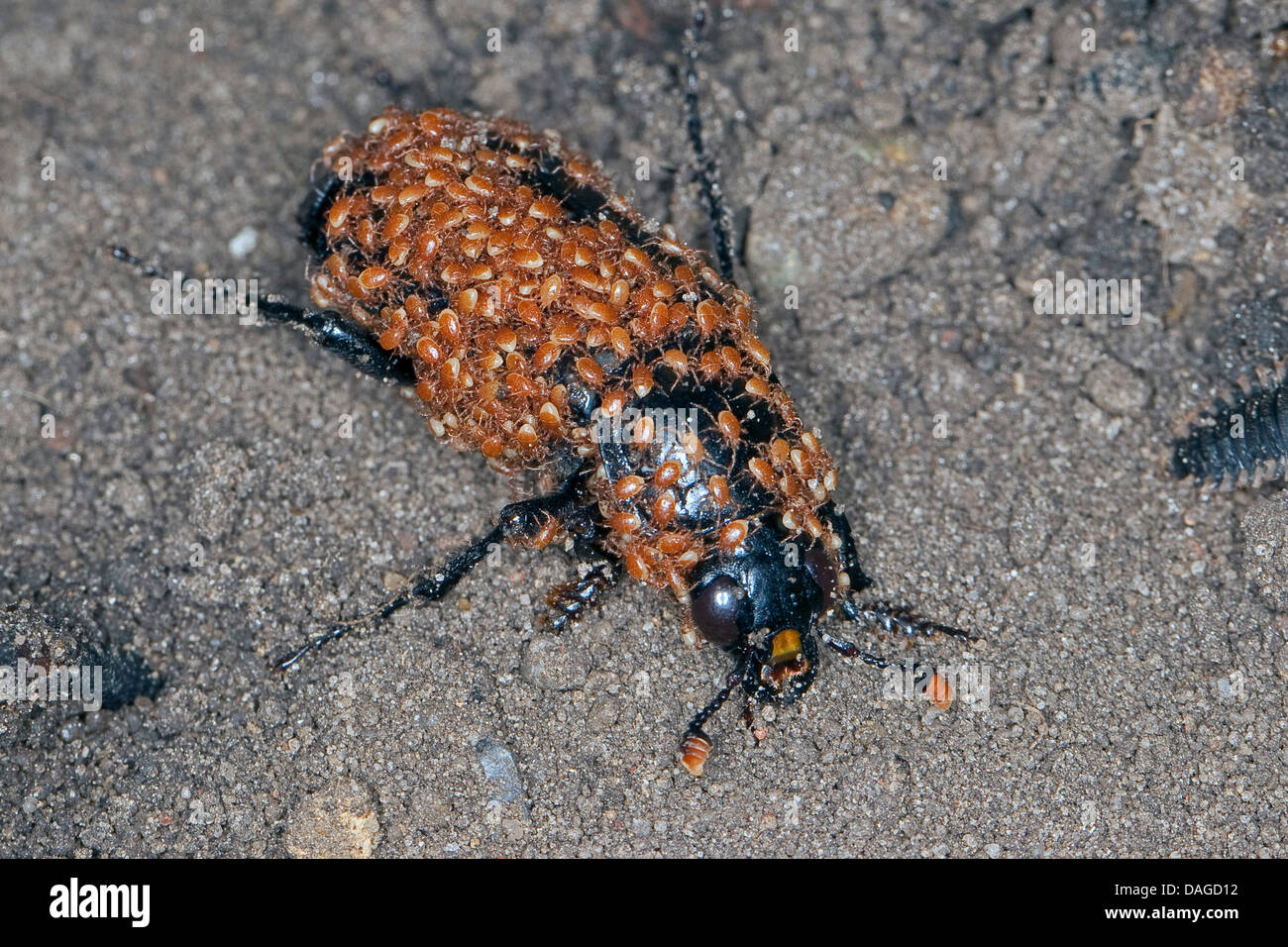 Black burying beetle (Necrophorus humator, Nicrophorus humator), Black ...