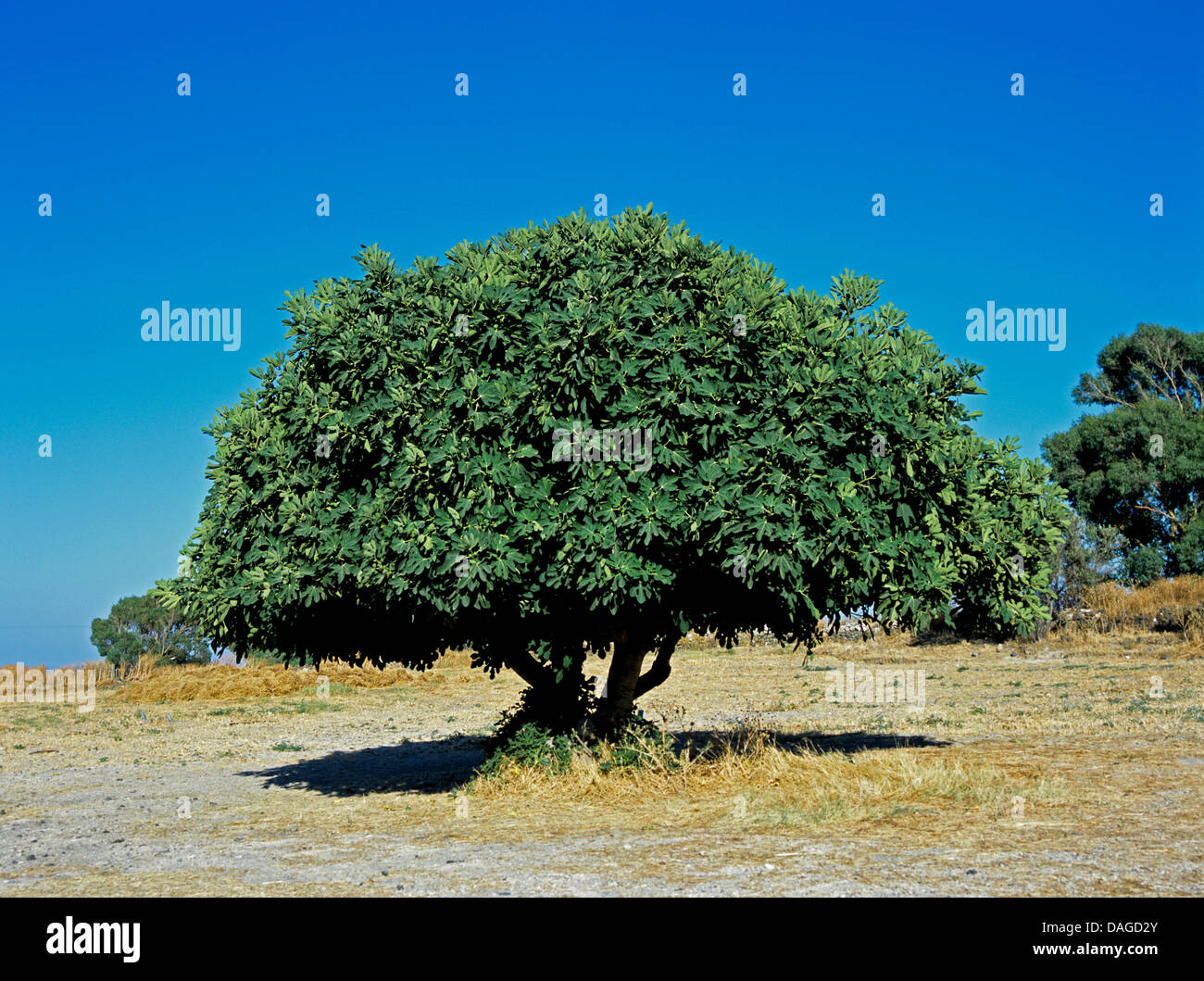 edible fig, common fig (Ficus carica), single tree on a field, Greece ...
