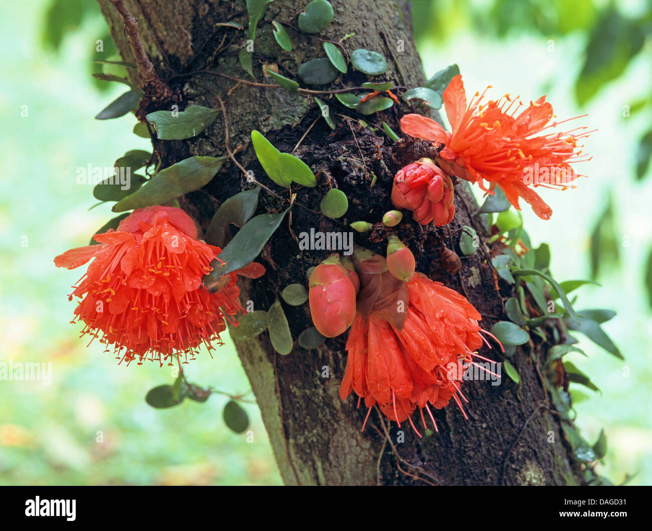 Brownea coccinea flowers hi-res stock photography and images - Alamy