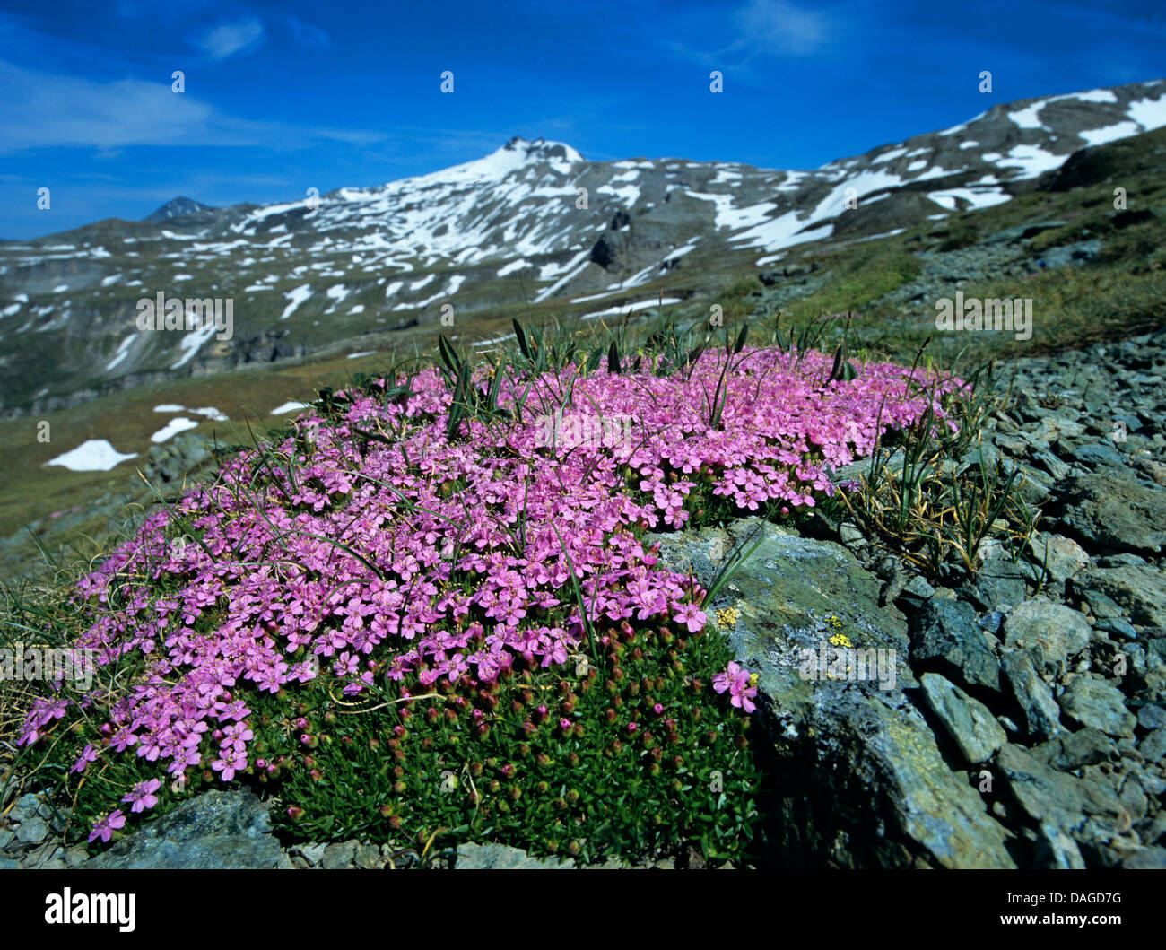 moss campion (Silene acaulis), blooming in the Alps, Austria Stock ...