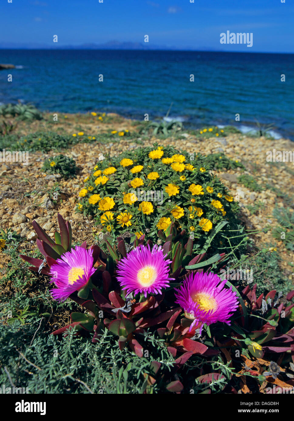 sally my handsome, Hottentot fig (Carpobrotus acinaciformis), with ...