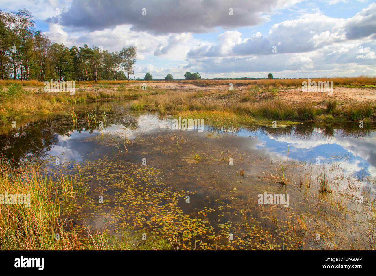Stroese heide hi-res stock photography and images - Alamy