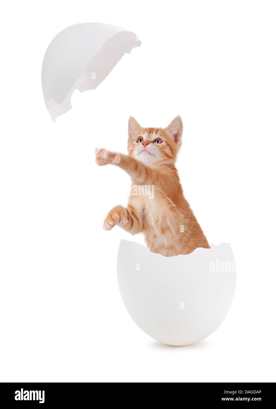 Funny orange kitten hatching from an egg concept Stock Photo - Alamy